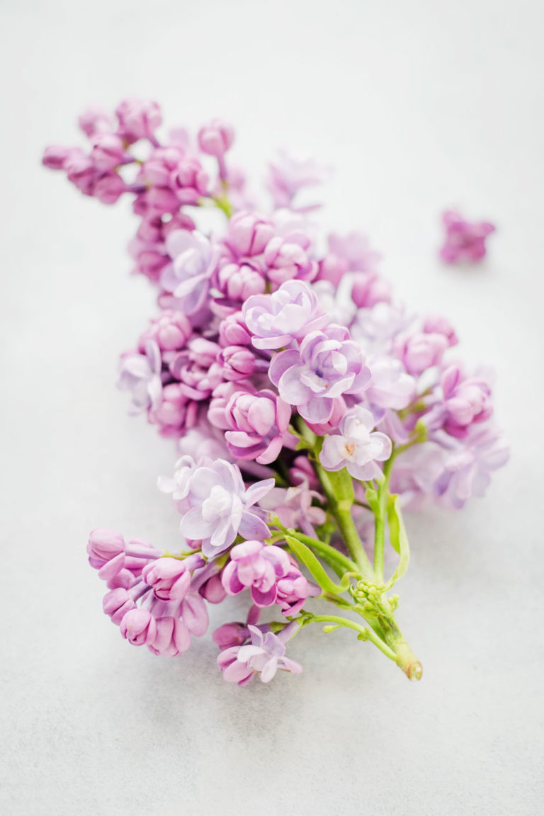 The top 5 smells that will make you feel happy - Seven Roses