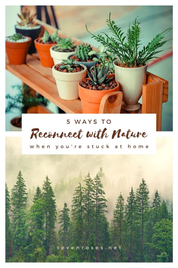 5 ways to reconnect with nature when you're stuck at home 🌿 - Seven Roses
